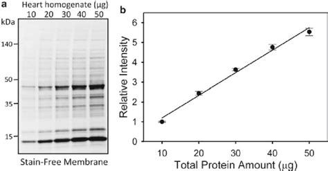 Detection Of Total Protein In Rat Heart Homogenates On Nitrocellulose