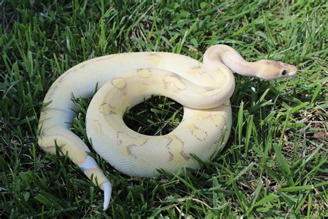 Ball Python Of The Month June Submissions Contests MorphMarket Reptile Community