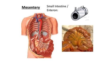 Peritoneum Structure And Function Anatomy Pptx