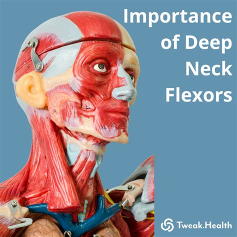Deep Neck Flexors Exercises To Strengthen And Alleviate Pain