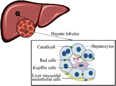 Human Liver Cell Diagram