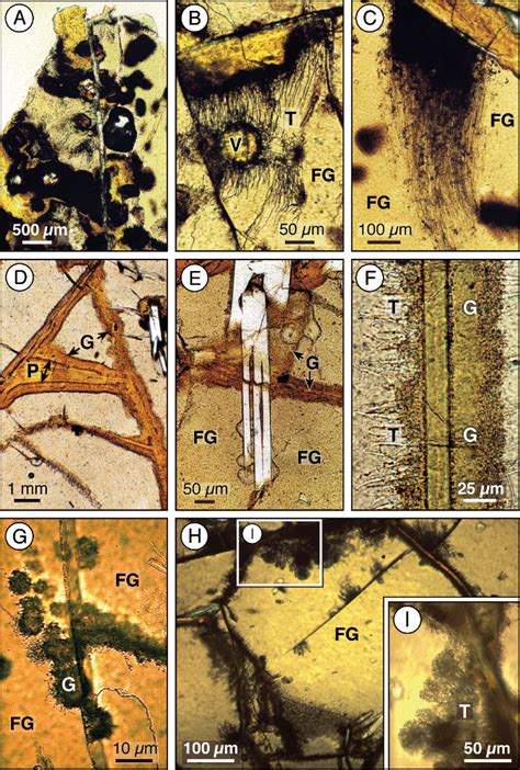 Transmitted Light Photomicrographs Of Microbial Alteration Textures In