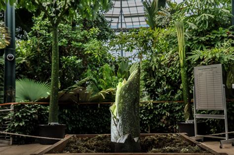 A Smelly Corpse Flower Is About To Bloom Again At The Huntington Los