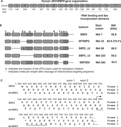Schematic Representation Of Human Secisbp2 Transcript Variants A Download Scientific Diagram