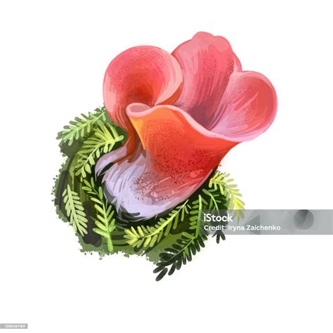 게피니아 헬벨로이드 살구 젤리 곰팡이 연어 핑크 귀 모양의 젤라틴 과일 몸 토양에서 성장 흰색에 고립 된 식용 곰팡이 디지털