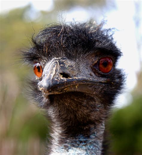 Emu A Large Bird With Surprisingly Intact Sex Chromosomes