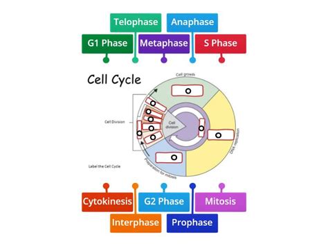 Bio Cell Cycle Labeling Diagrama Con Etiquetas
