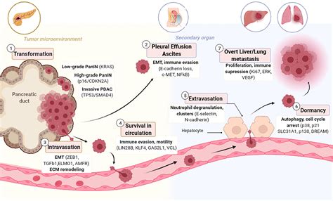 Frontiers Pre Clinical Models Of Metastasis In Pancreatic 56 Off