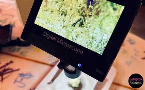 Best Buds Bangkok Review 2026 Visit The Dispensary