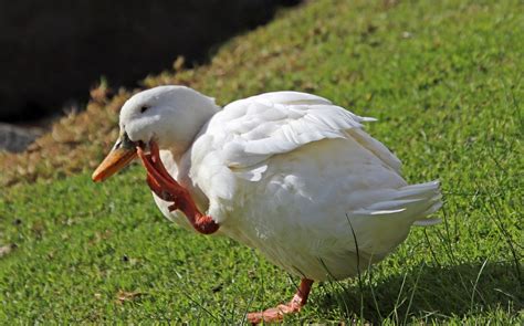 100 000 Free Preening Bird And Bird Images Pixabay