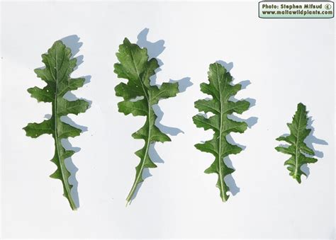 Diplotaxis Erucoides White Wall Rocket The