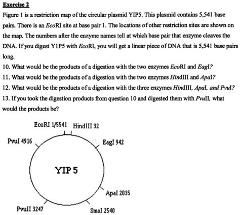 Exercise 2 Figure Restriction Map Of The Circular Plasmid Yips This Plasmid Contains 5541 Base