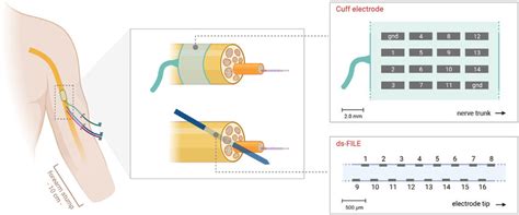 Schematic Representation Of Ds File And Cuff Electrodes And Their Download Scientific Diagram