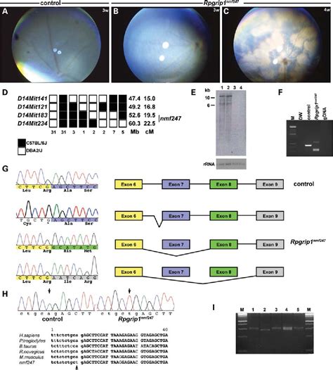 Figure 1 From Rpgrip1 Is Essential For Normal Rod Photoreceptor Outer