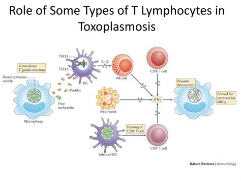 Pathogenisis And Clinical Picture Of Toxoplasmosis Pptx