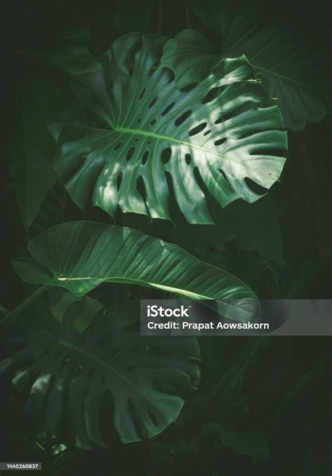 녹색 식물이 있는 정글 몬스테라 잎의 표면에 햇빛과 그늘이 식물원 어두운 톤 스타일 및 수직 프레임에서 자라고 있습니다 0명에 대한 스톡 사진 및 기타 이미지 Istock
