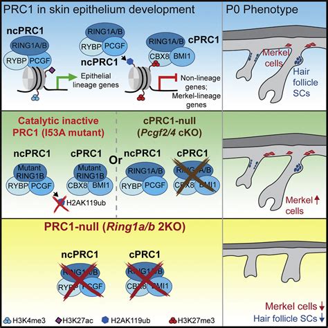 Prc1 Fine Tunes Gene Repression And Activation To Safeguard Skin