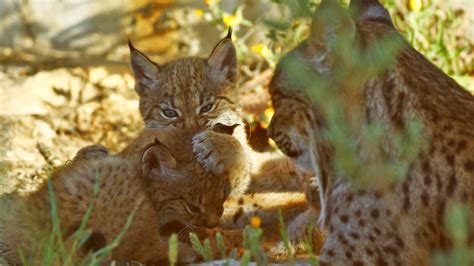 Andalucía La Historia De éxito En La Conservación Del Lince Ibérico