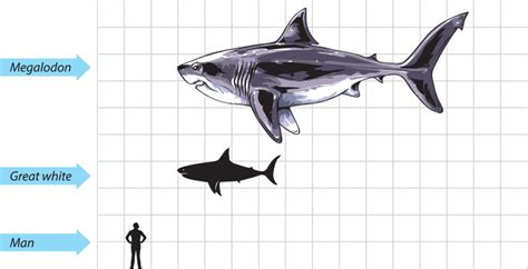 Whats The Biggest Great White Shark Ever Recorded