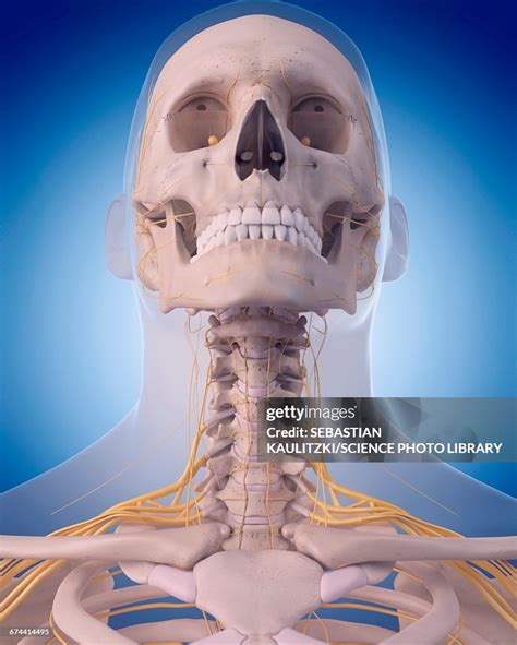 Nervous System Of Neck High Res Vector Graphic Getty Images