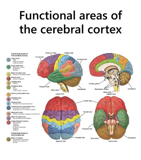 Bruno Vignati Marcone On Linkedin Functional Areas Of The Cerebral Cortex 1 Visual Area