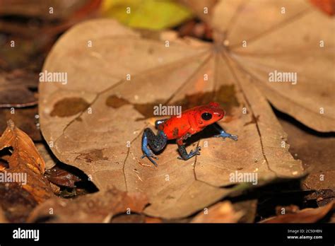 Strawberry Poison Arrrow Frog Red And Blue Poison Arrow Frog Flaming