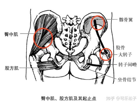 解剖学笔记 下肢带肌 盆带肌 知乎