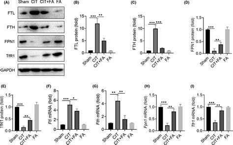Farrerol Inhibits Iron Accumulation In Tendinopathy Ae Western Blot