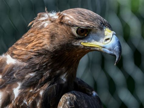 Aigle Royal Tué Par Une éolienne Décision Renvoyée Au 9 Avril