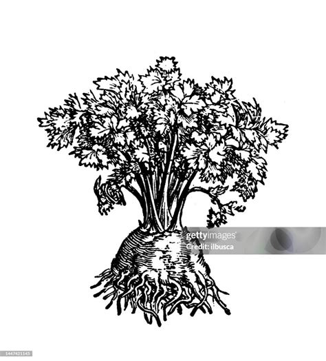 Antique Engraving Illustration Celeriac High Res Vector Graphic Getty