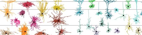 the tree of cortical cell types describes the diversity of neurons in