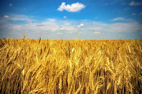Kansas Wheat Fields