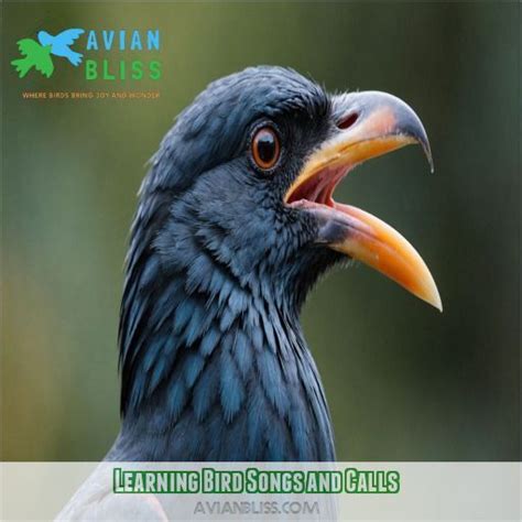 Names Of Sounds Of Birds Decoding The Secret Language Of 602 Species
