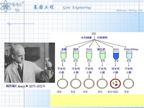 基因工程的起源与发展历史及基本概念 Csdn文库