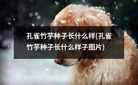 孔雀竹芋种子长什么样 孔雀竹芋种子长什么样子图片 养花经验
