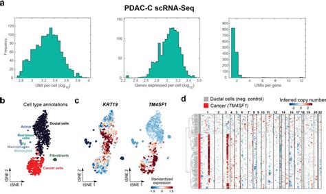 Identification Of Cancer Cells In Additional Pdac Scrna Seq Dataset A Download Scientific