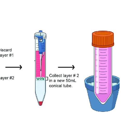 Schematic Overview Of Percoll Gradient And Layering Of Percoll Download Scientific Diagram
