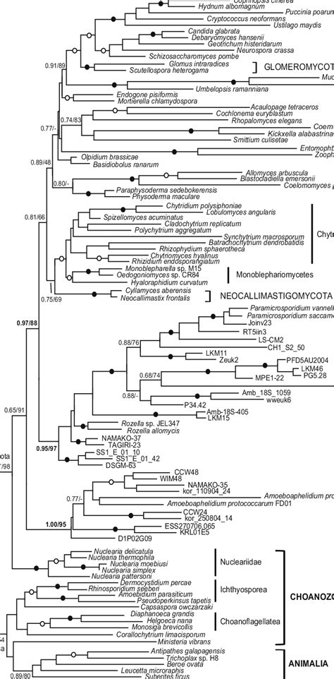 Molecular Phylogeny Of Nucleophaga 18s Rdna Phylogenetic Tree Of Fungi