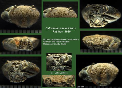 Cretaceous Crab With Exquisite Eyes Partners In Paleontology
