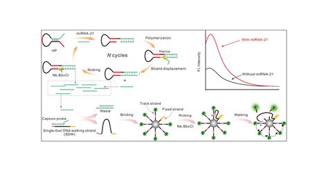 Precisely Manipulating Steric Hindrance Effect On Dna Walker For