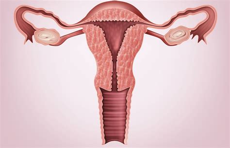 7 Facts About The Vagina Live Science