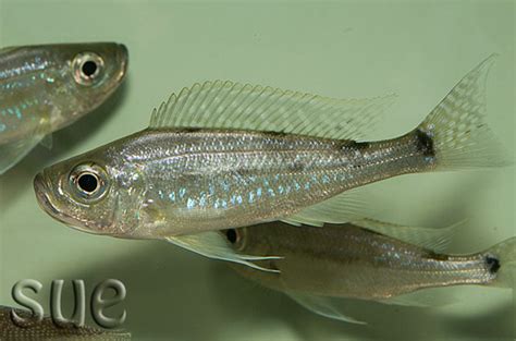 Haplotaxodon Microlepis Artbeskrivning