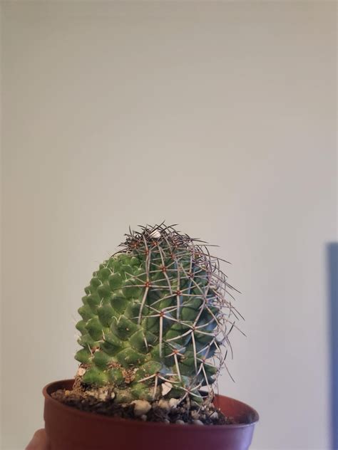 Strange Mutation On Mammilaria Sp R Cactus