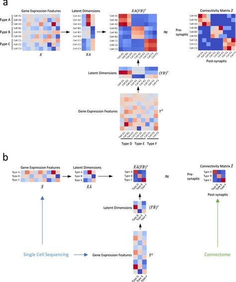 Deciphering The Genetic Code Of Neuronal Type Connectivity Through Bilinear Modeling Elife
