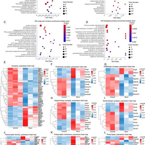 Rna Seq Analysis Indicated Degs In The Hippocampus Were Enriched In