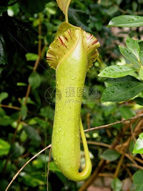 垂悬在郁葱的绿色植物中的食肉猪笼草高清图片下载 正版图片506685404 摄图网