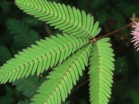 含羞草种子价格 花海建设 长景园林网