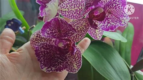 Пелоры и К в полнометражном фильме Мои орхидеи😅 Youtube