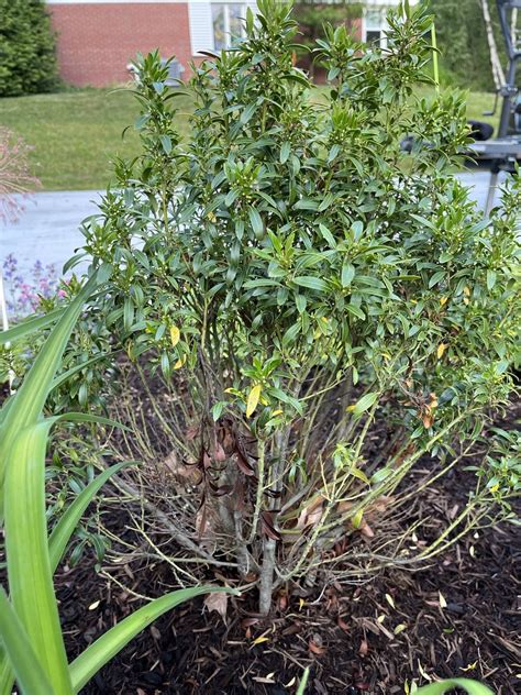 Any Idea Whats Wrong With My Gembox Inkberry Holly R