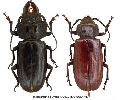 Mallodon Spinibarbis Linnaeus 1758 ♂ And ♀ Accueil Entomofauna Guyane
